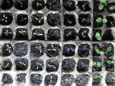 How To Plan A Natural Dye Garden Natural Dyes Growing Organic Food
