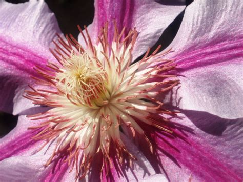 Barbara Jackman Clematis Kaleidoscope Mosaic | Created with … | Flickr