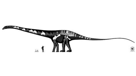 Supersaurus Fossil Found Longest Dinosaur Measuring 42 Meters World