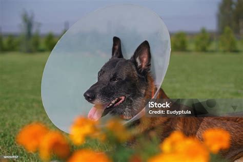 귀여운 벨기에 양치기 개 Malinois의 초상화는 수술 후 목에 플라스틱 콘 칼라를 착용하고 주황색 금잔화 꽃 뒤에 누워