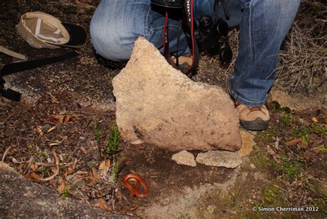 Insight News Harmless Snake