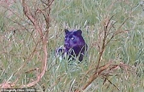 Britains Big Cat Sightings Map Reveals Where Terrified Locals Have