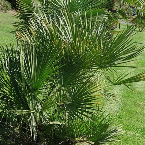 Trachycarpus Fortunei Chusan Palm 10 Litre Potted YouGarden