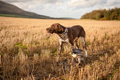 German Shorthaired Pointers The Usps Of Gsps Perhaps The Ultimate All