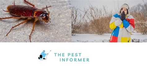 Can Roaches Survive In The Cold Cockroaches In The Winter The Pest Informer