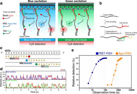 Mirna Detection Using Dynamic Fret Fish A Scheme Of Target Mirna