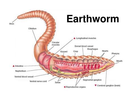 Flatworms Roundworms And Segmented Worms Diagram Quizlet