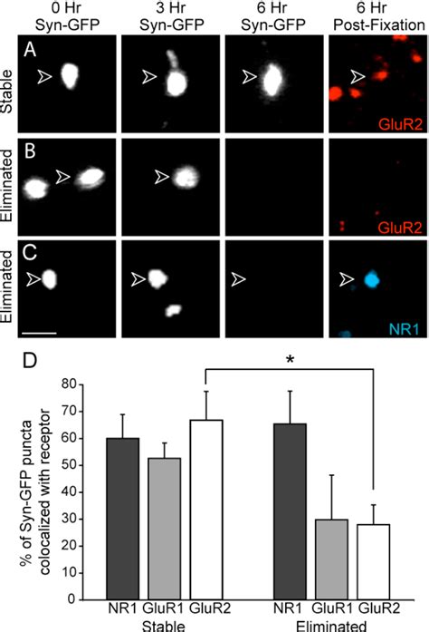 Figure 31 From The Role Of Postsynaptic Ampa Receptors In Stabilizing