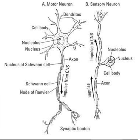 Sensory Neuron Labeled