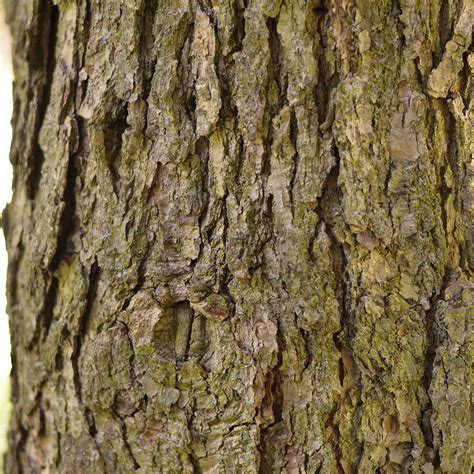Chinquapin Oak Ontarioca