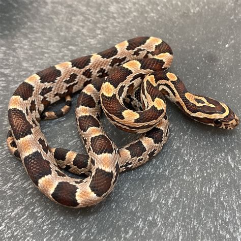 Cb23 Okeetee Corn Snake Peregrine