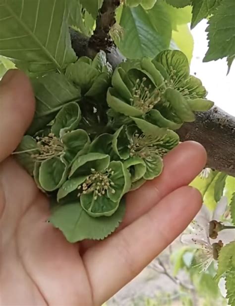 櫻桃花變葉是為什麼？ 農業知識入口網