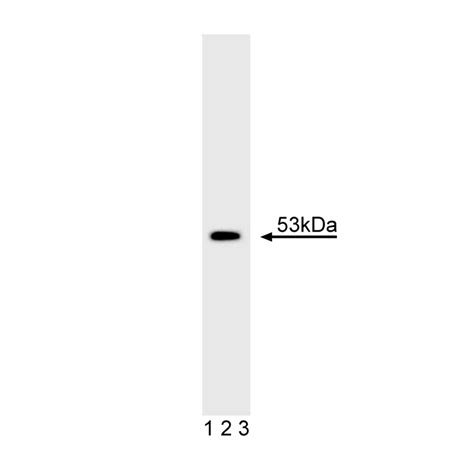Purified Mouse Anti P53