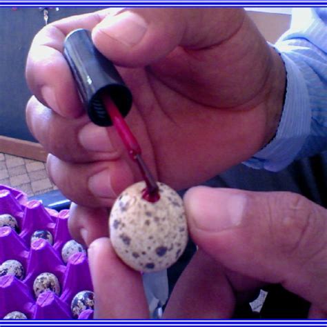 Pdf Effect Of In Ovo Injection With L Arginine On Productive And Physiological Traits Of