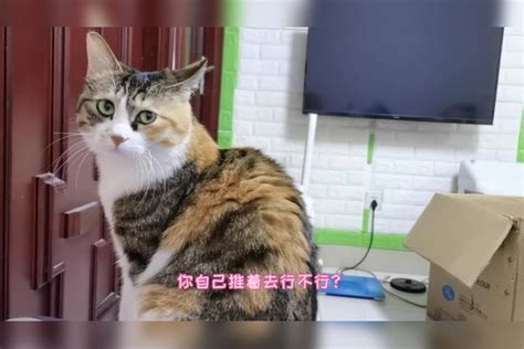 就说你还要出来吧～ 猫咪的迷惑行为猫咪行为
