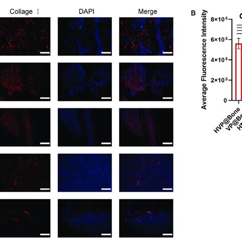 A Results Of Immunofluorescence Staining Of The Type I Collagen