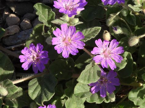 Hierba De La Hormiga Flora De Oasis FOMIX BCS INaturalist