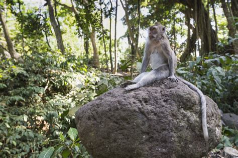 Mono En El Bosque Sagrado Del Mono Ubud Bali Indonesia Foto De