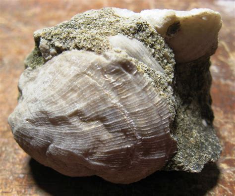 Bivalve 008 Member Collections The Fossil Forum
