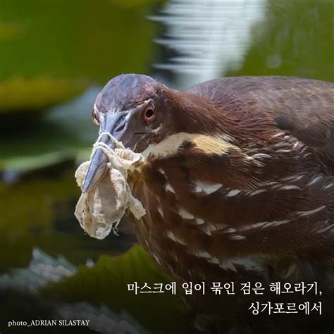 새들이 모조리 사라진다면 쓰레기로 고통받는 새들 Learn 오랜 매일 매일 건강해지는 생활