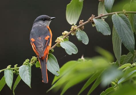 ベニサンショウクイsolaris グループ eBird