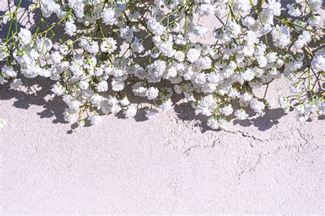 밝은 회색 콘크리트 배경에 그림자와 흰색 꽃의 아름다운 꽃다발 0명에 대한 스톡 사진 및 기타 이미지 0명 검은색 결혼식