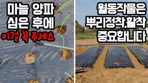 마늘 양파 심은 후에 뿌리발근제를 꼭 주세요~ Youtube