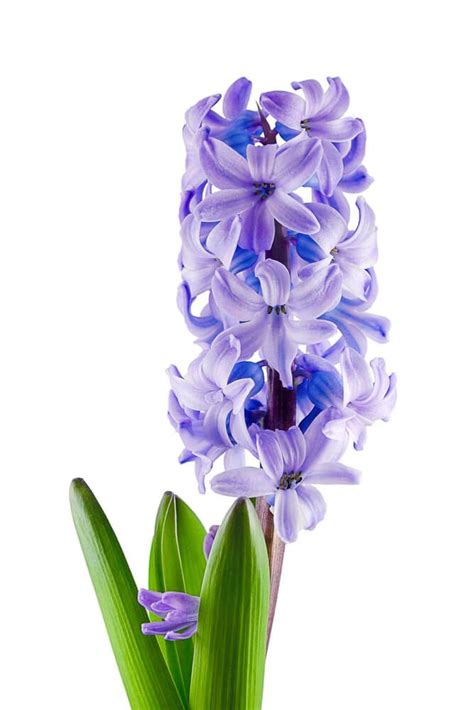 How To Grow Hyacinths For Beginners Hyacinth Flowers Hyacinth Plant Real Touch Flowers