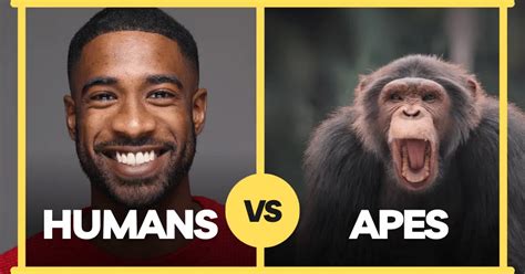 Primatology Anthroholic