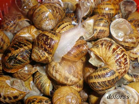 Blog de cuina de la dolorss Cómo preparar y cocer caracoles