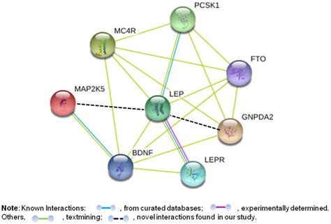 Possible Interaction Between The Genes With At The Six Download