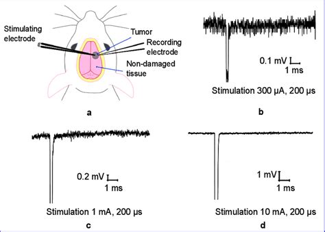 Representative Example Of Fepsp Recording In The Inoculated
