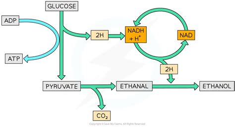 Fermentation College Board Ap® Biology Study Guides And Diagram