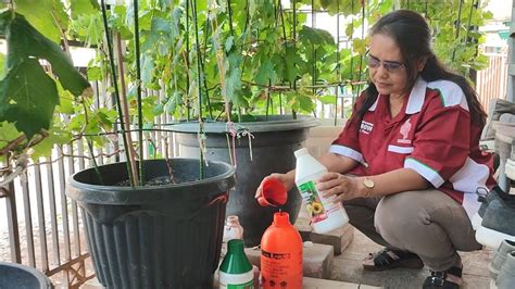 Penyebab Buah Anggur Pecah And Solusinya Di Grow—situs Resmi