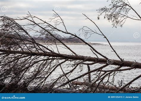 Tree Trunks Washed Away By The Storm Fell Into The Sea Stock Image