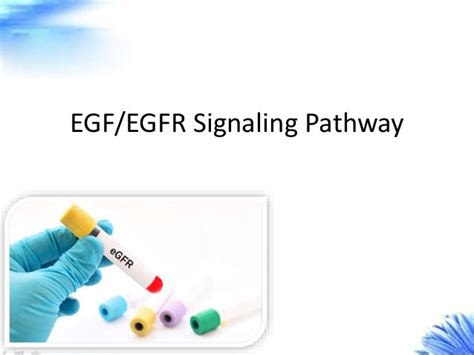 Egf Egfr Signaling Pathway Creative Diagnostics