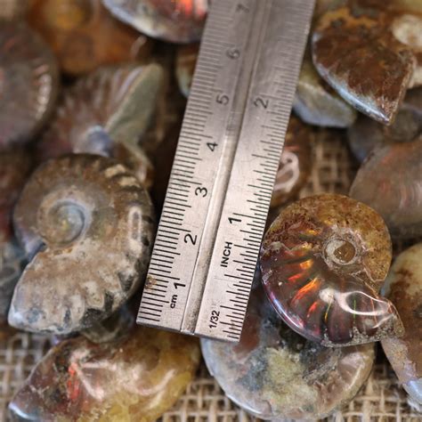 Rainbow Ammonite Fossil Ahw Gems And Minerals