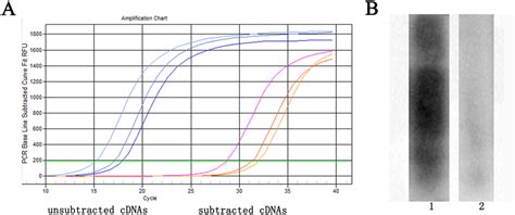 The Efficiency Of Suppression Subtractive Hybridization Ssh Evaluated