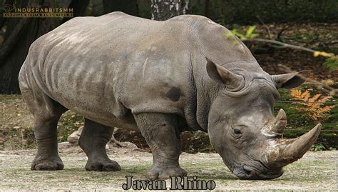 The Javan Rhino A Rare Gem From Indonesia