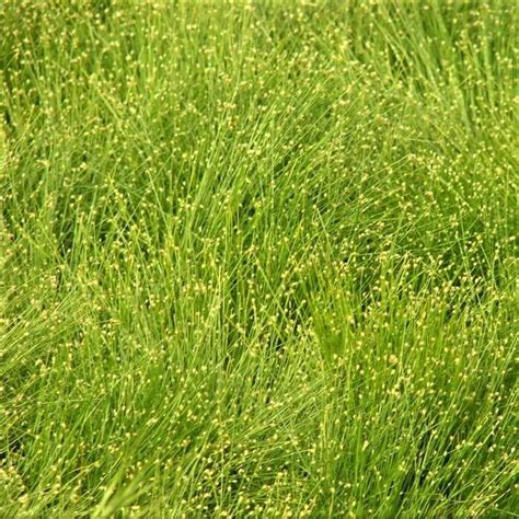 Scirpus Cernuus