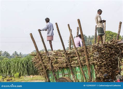Sugarcane Farmers Are Farmers Who Rely On The Diligence Of Livelihood