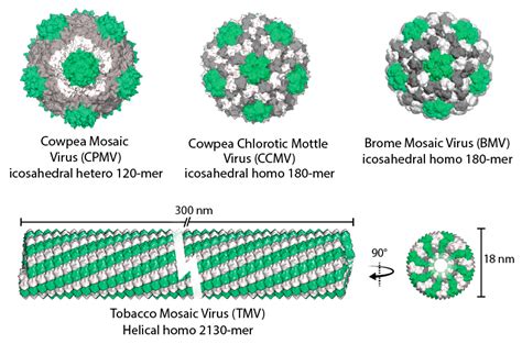 Tobacco Mosaic Virus