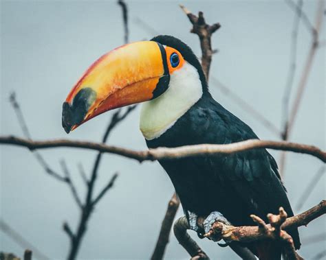 Download Wallpaper 1280x1024 Toucan Beak Bird Branches Standard 5 4