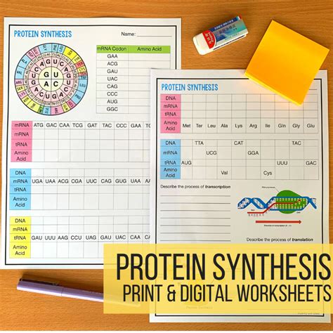 Protein Synthesis Worksheet With Answer Key Laney Lee Protein