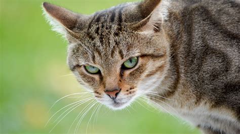 Download Wallpaper 1920x1080 Cat Muzzle Aggression Opinion Full Hd