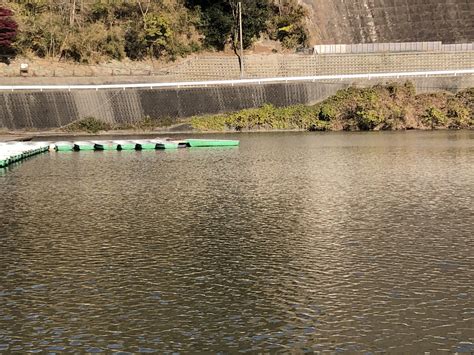 戸面原ダムのヘラブナ釣り釣果情報 戸面原ダムボートセンター