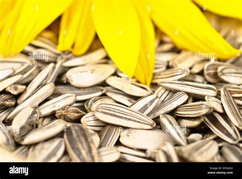 Sunflower Seeds Close Up With Blossom And Crop Selective Focus Stock