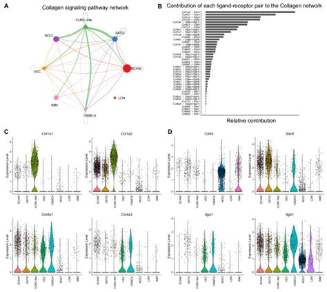 Cell Cell Communication In Murine Drg Inferred From Scrnaseq Data A Download Scientific