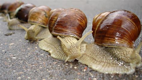 10 Amazing Mollusk Facts You Might Not Know Stillunfold