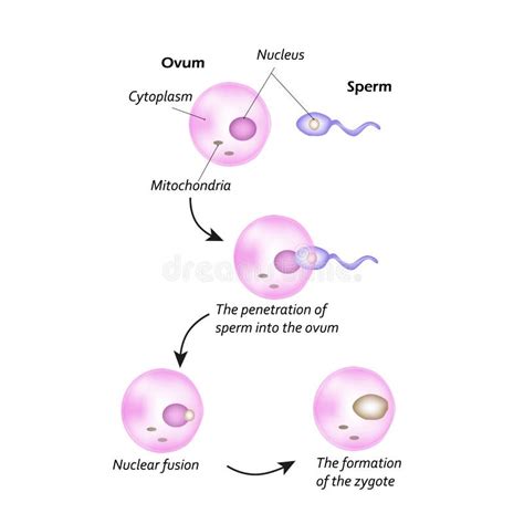 The Structure Of The Ovum The Introduction Of Sperm Into The Ovum